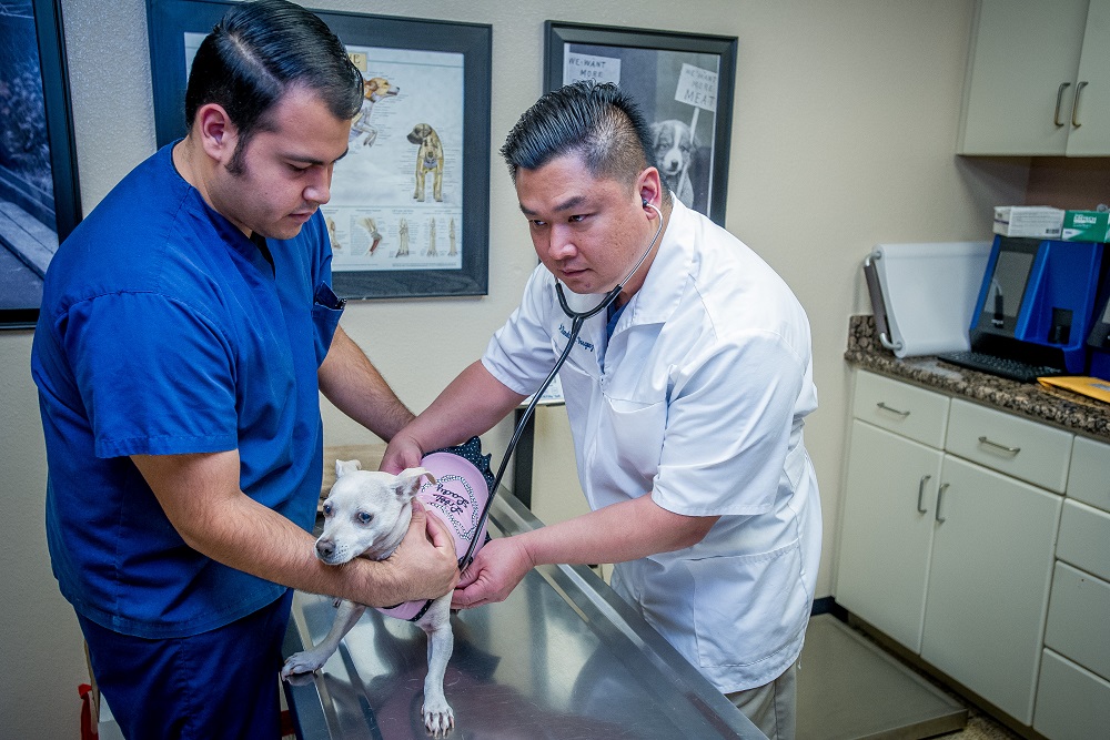 Shelter medicine | HumanePro by Humane World for Animals