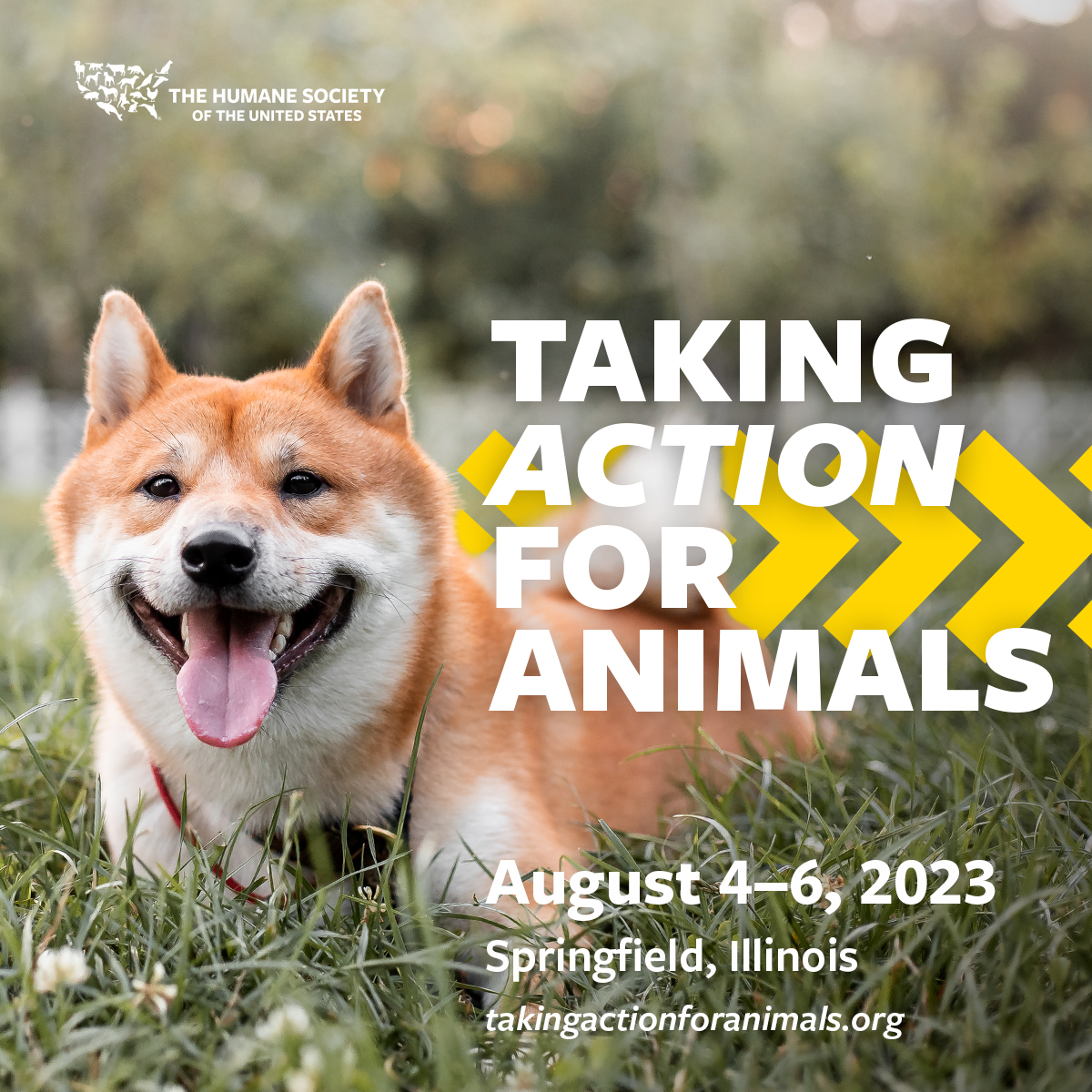 Taking Action for Animals sharegraphics | HumanePro by The Humane ...