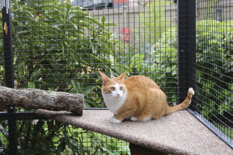 Catios: They're the cat's meow! | HumanePro by Humane World for Animals