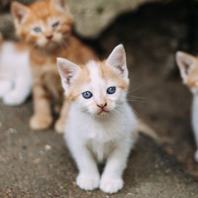 Ask the expert: Socializing kittens | HumanePro by The Humane Society ...